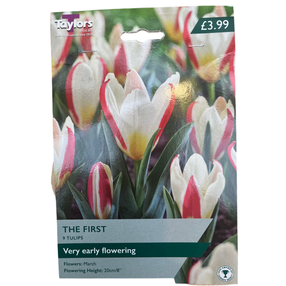 Tulip - The First – Lay of the Land Ltd
