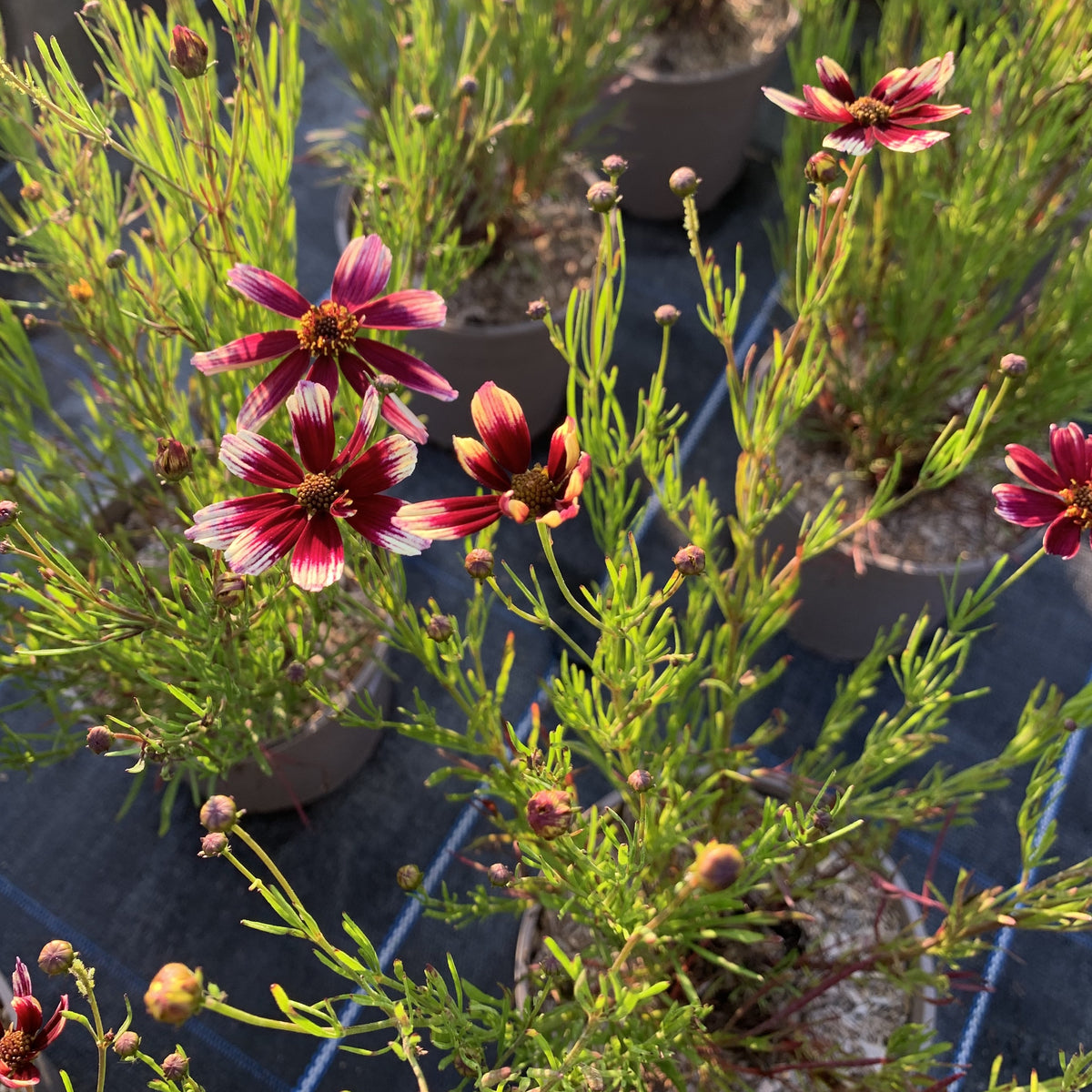 Coreopsis verticillata 'Sunstar Rose' – Lay of the Land Ltd