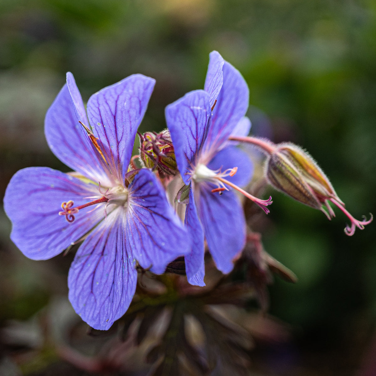Geranium pratense x hybridum 'Storm Cloud' – Lay of the Land Ltd