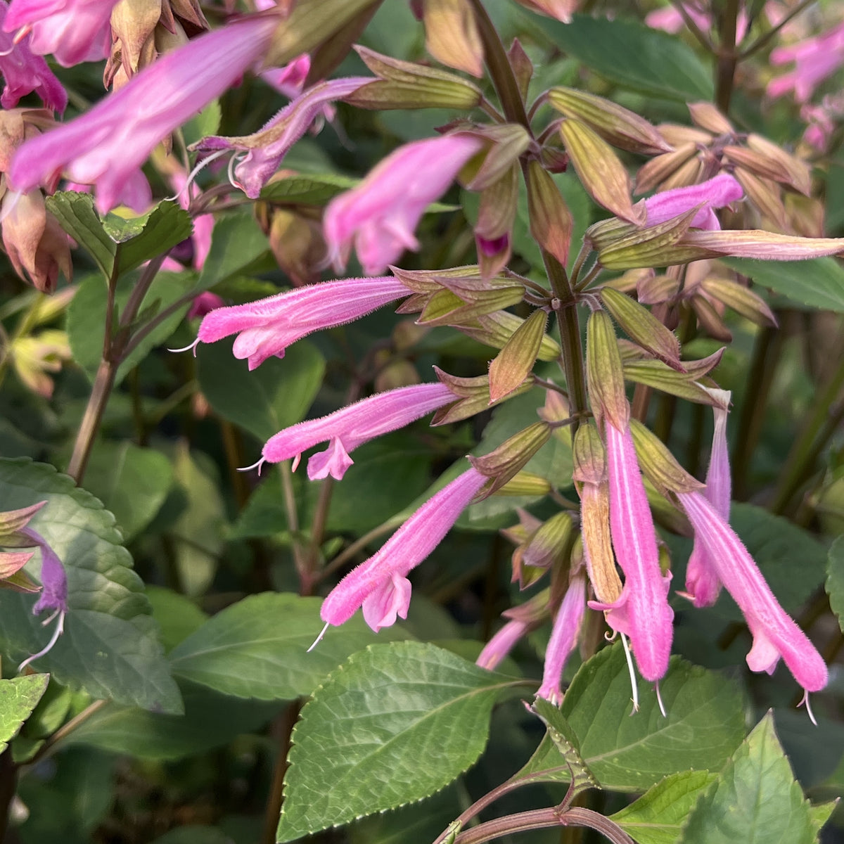 Salvia x hybrida 'Kisses and Wishes' – Lay of the Land Ltd