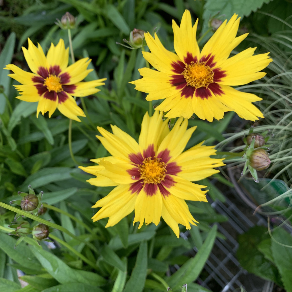Coreopsis grandiflora 'Sunkiss' – Lay of the Land Ltd