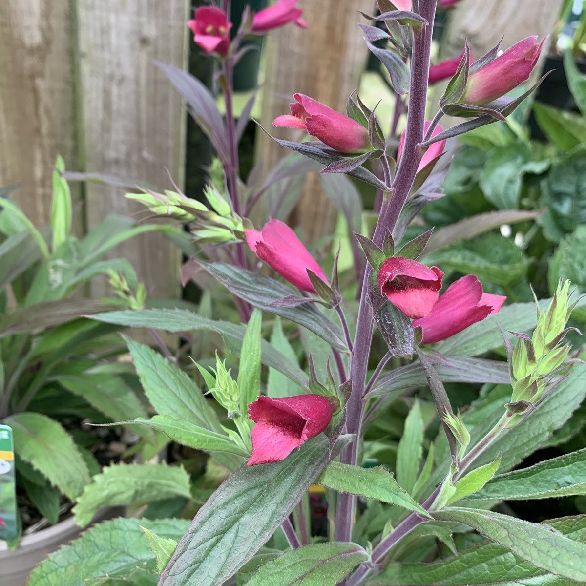 Digitalis x hybrida Illumination 'Cherry Brandy' – Lay of the Land Ltd