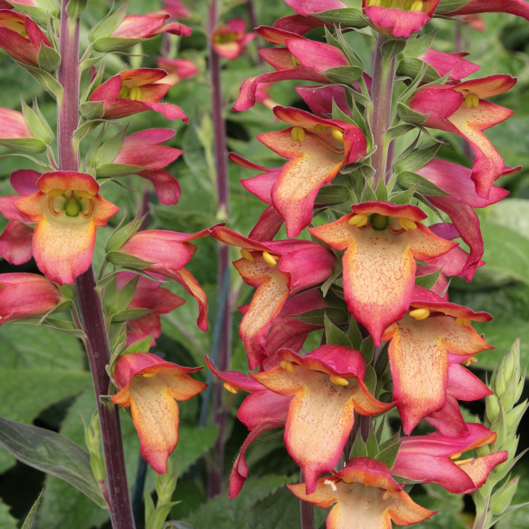 Digitalis x hybrida Illumination 'Flame' – Lay of the Land ltd