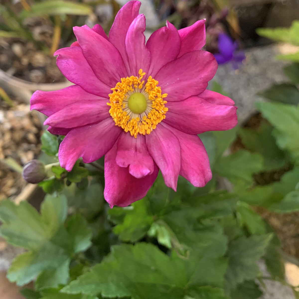 Anemone hupensis 'Pamina' – Lay of the Land Ltd