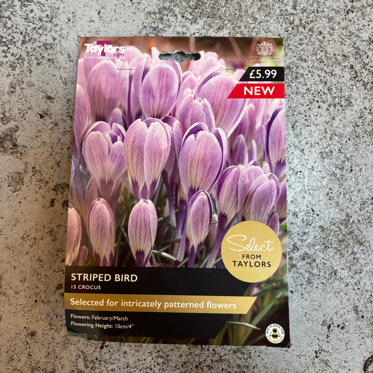 Crocus striped bird – Lay of the Land Ltd