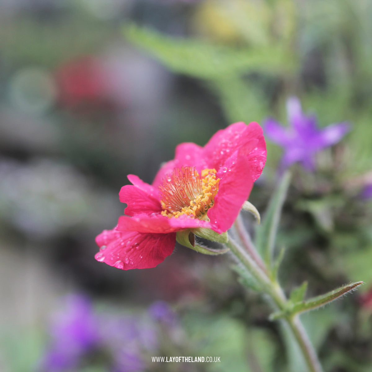 Geum Fiery Tempest – Lay of the Land Ltd