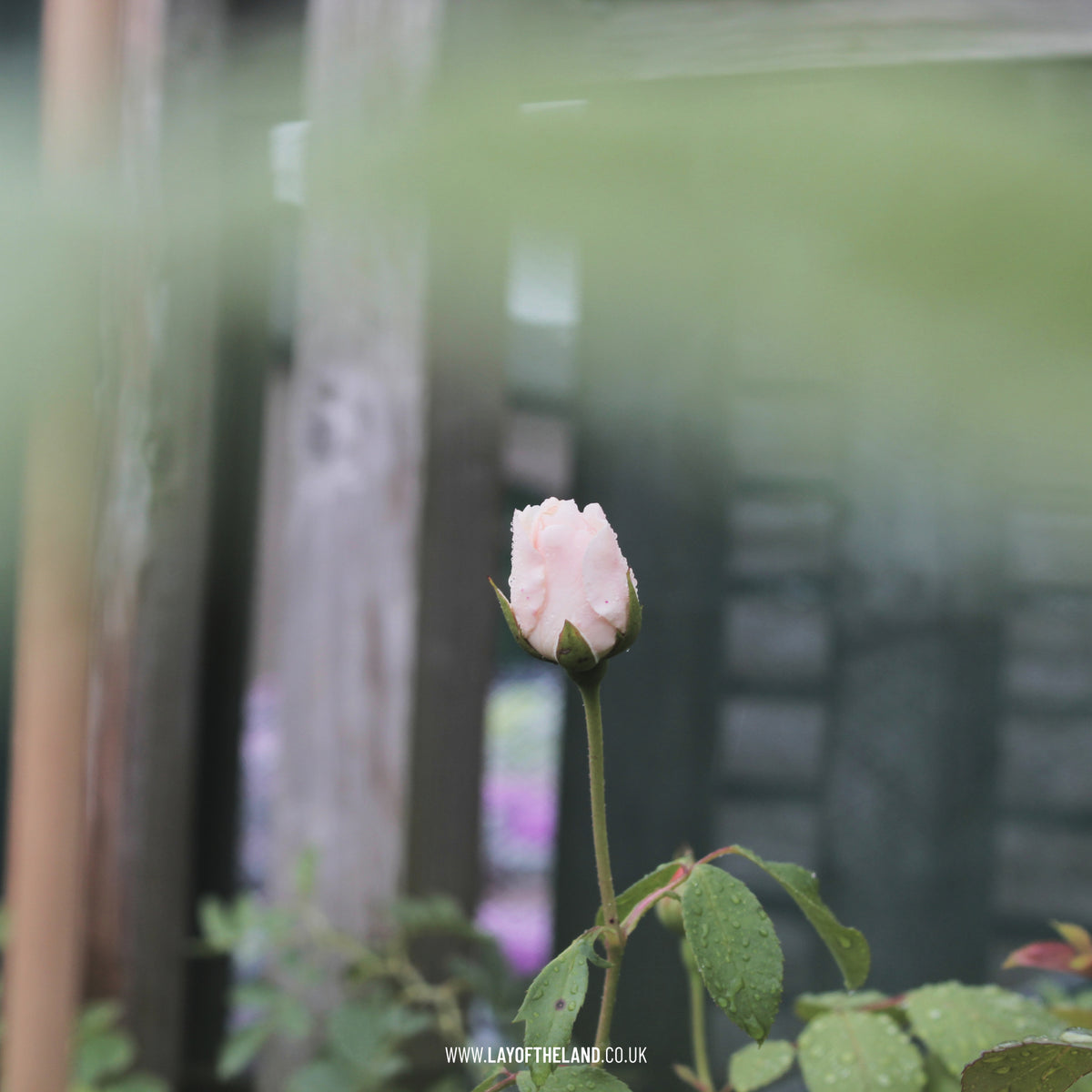 David Austin Rose - 'Grace' – Lay of the Land ltd