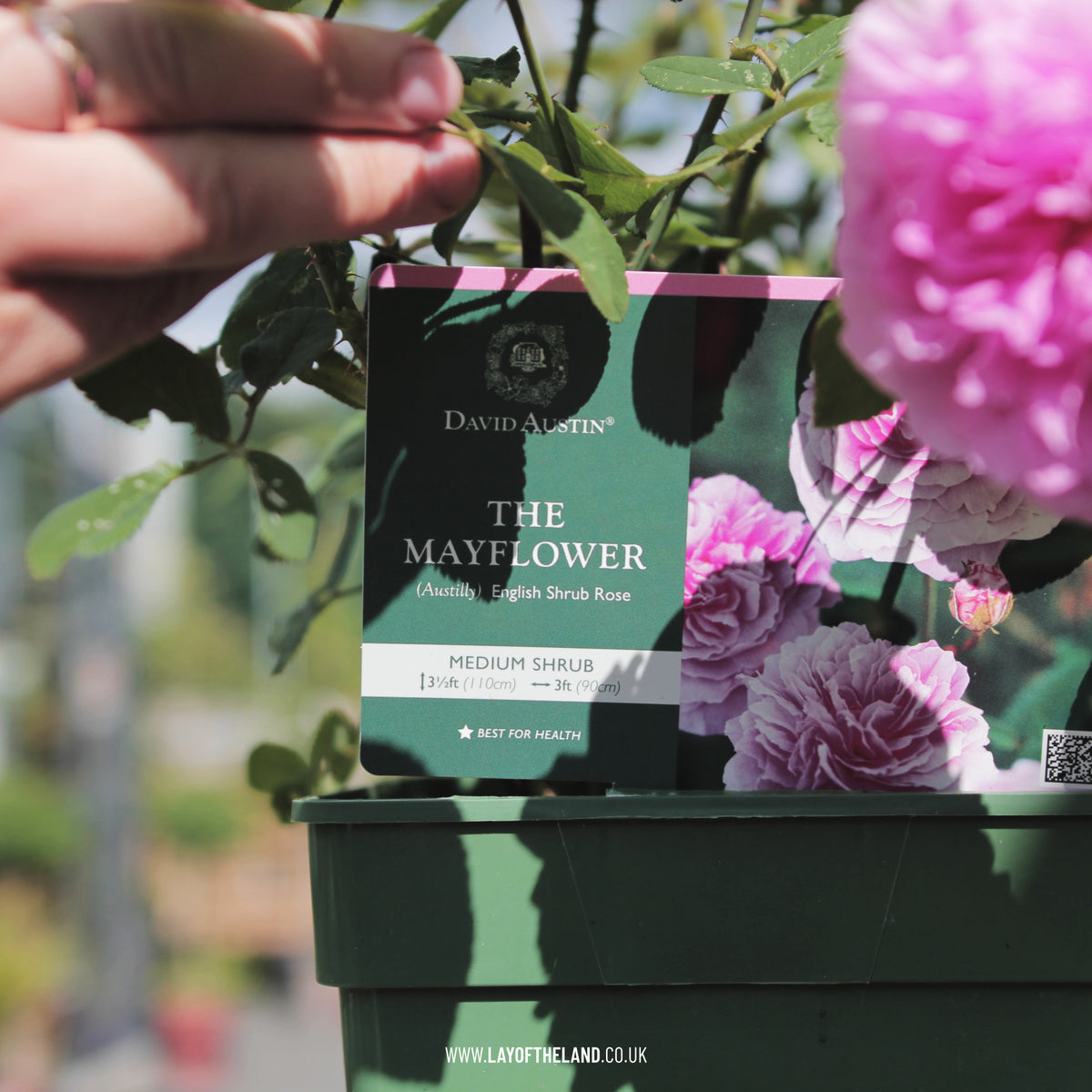 David Austin Rose - 'The Mayflower' – Lay of the Land Ltd