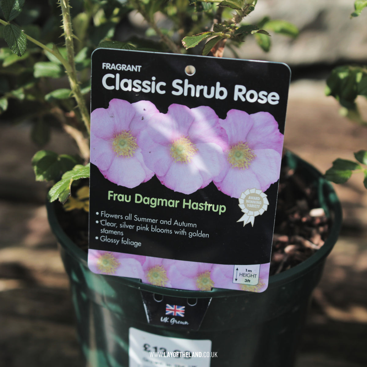 Traditional Shrub Rose 'Fru Dagmar Hastrup – Lay of the Land Ltd