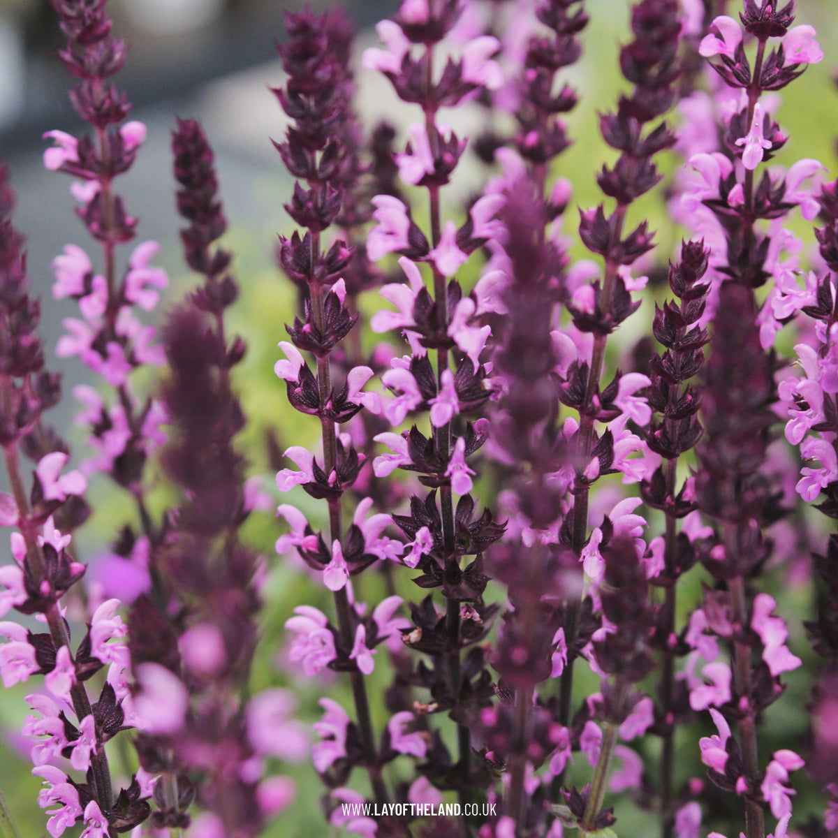 Salvia nemorosa 'New Dimension Rose' – Lay of the Land Ltd