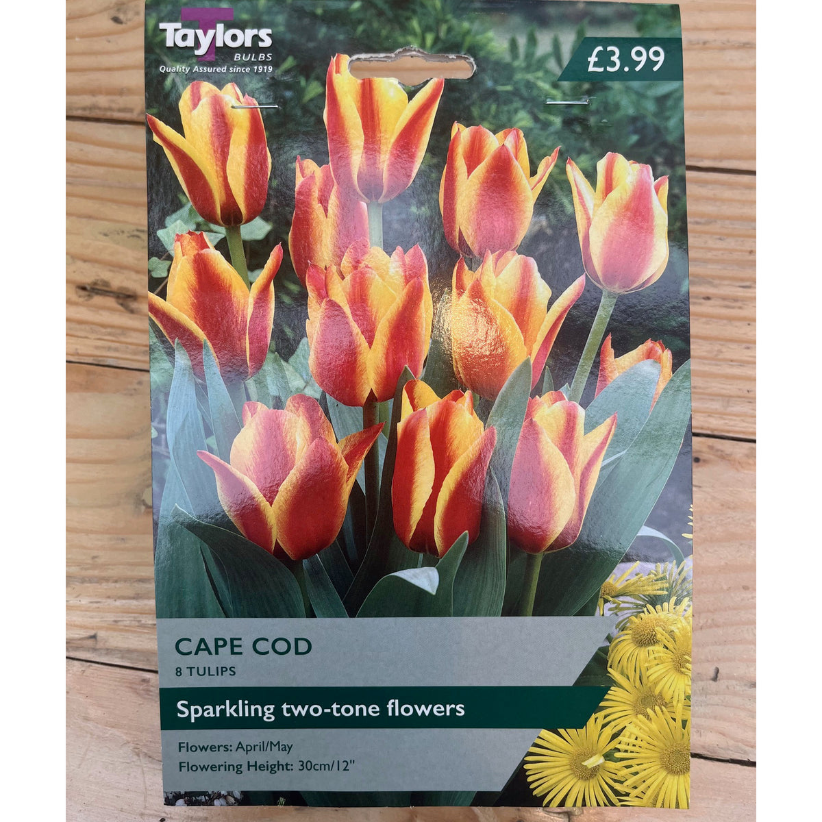 Tulip - Cape Cod – Lay of the Land Ltd