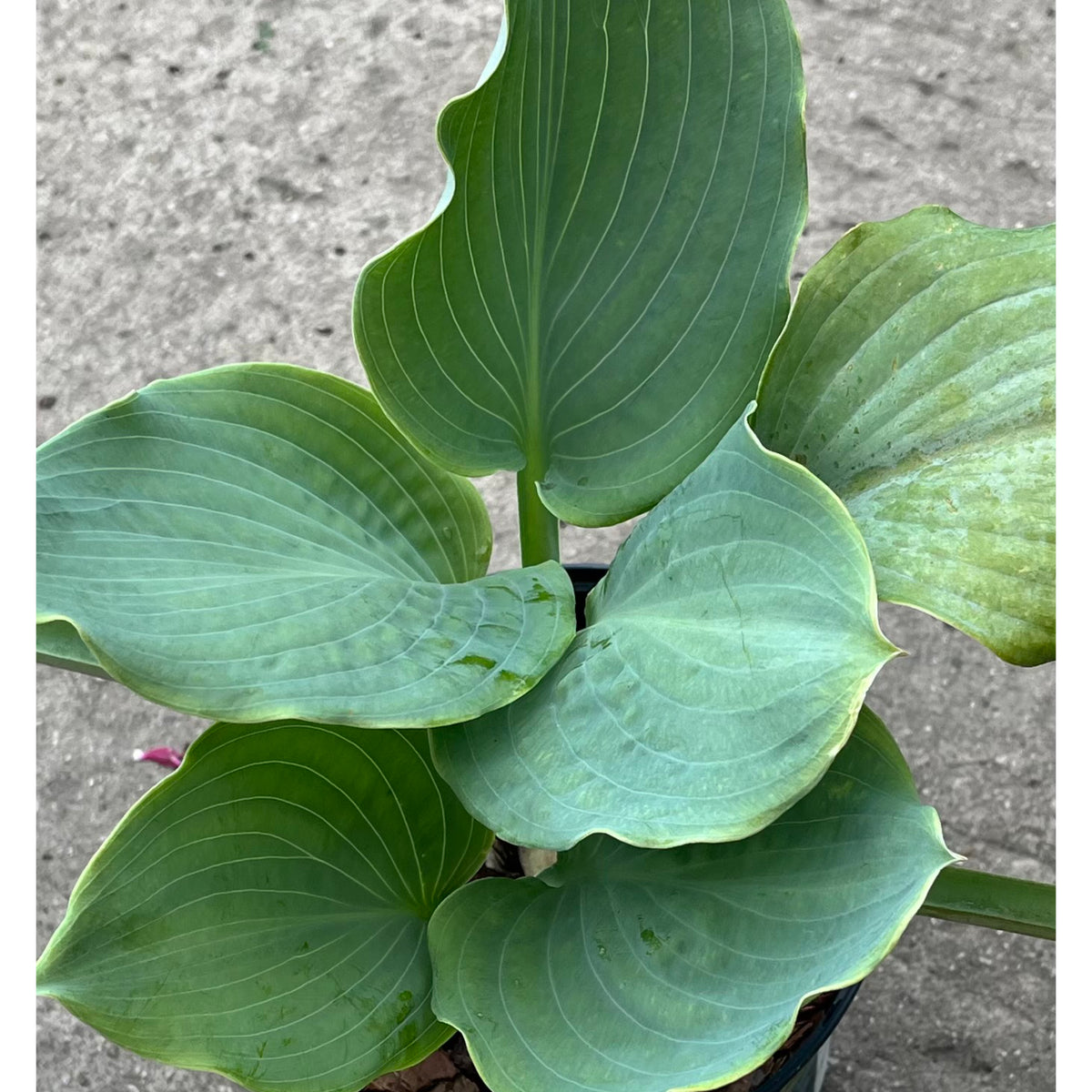 Hosta 'Diamond Lake' – Lay of the Land Ltd