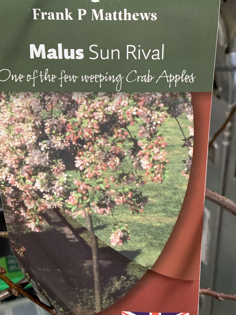 Malus 'Sun Rival' – Lay of the Land Ltd