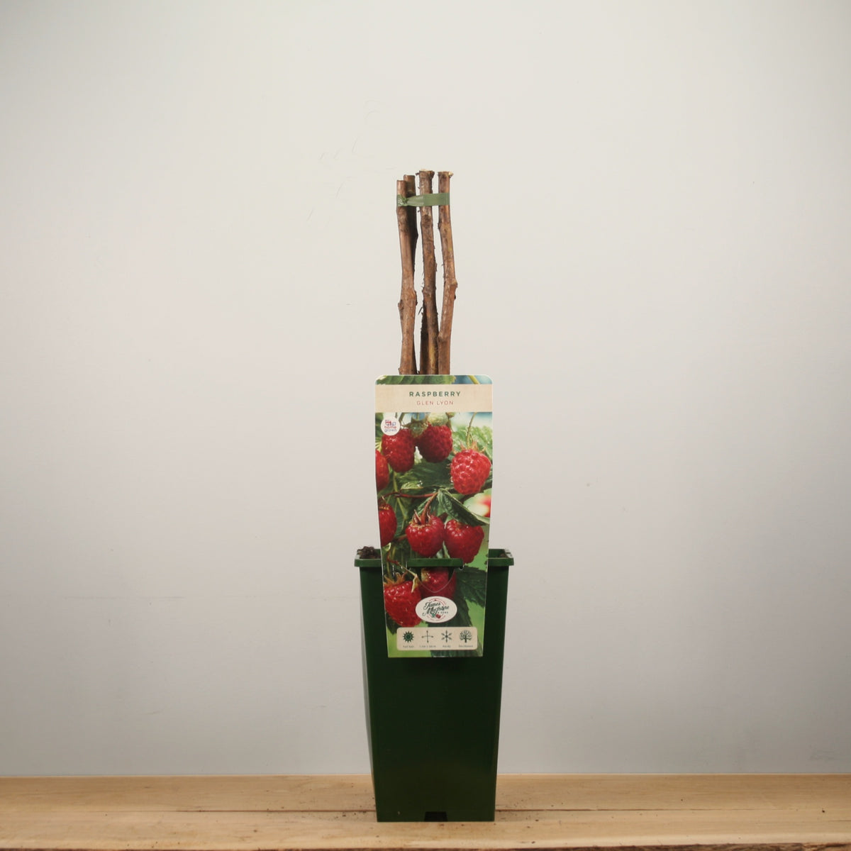 Raspberry 'Glen Lyon' – Lay of the Land Ltd