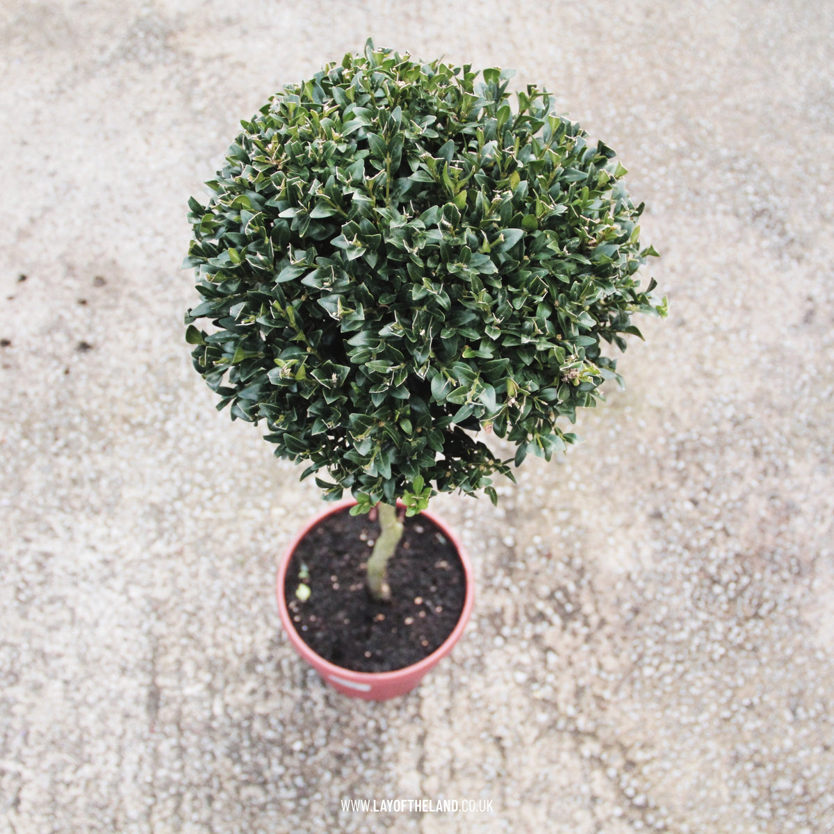 Buxus sempervirens Standard – Lay of the Land Ltd