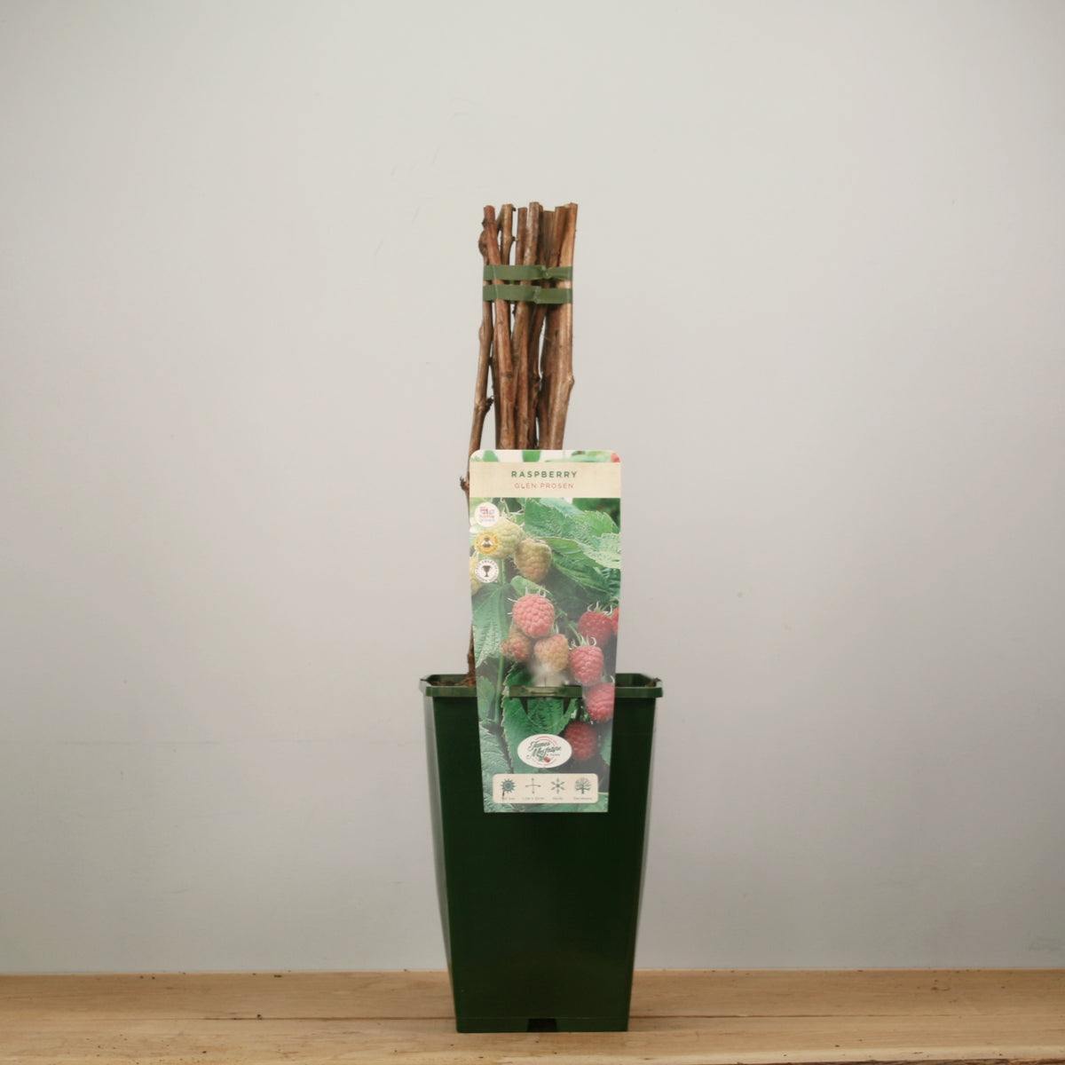 Raspberry 'Glen Prosen' – Lay of the Land Ltd