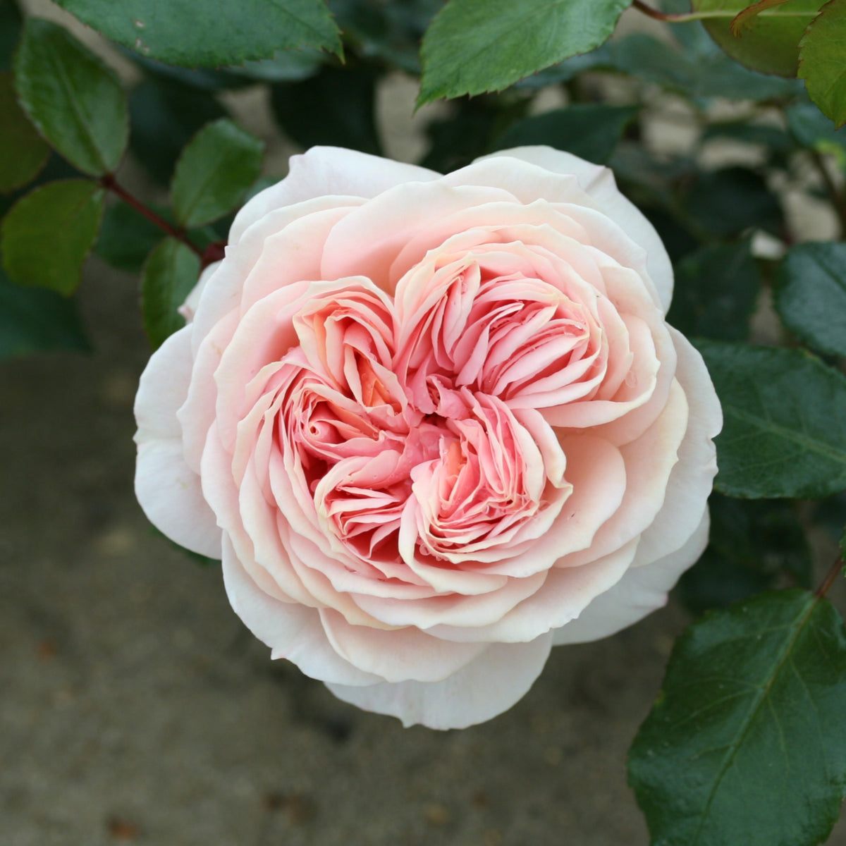 Patio Rose Designer Sunset – Lay of the Land Ltd
