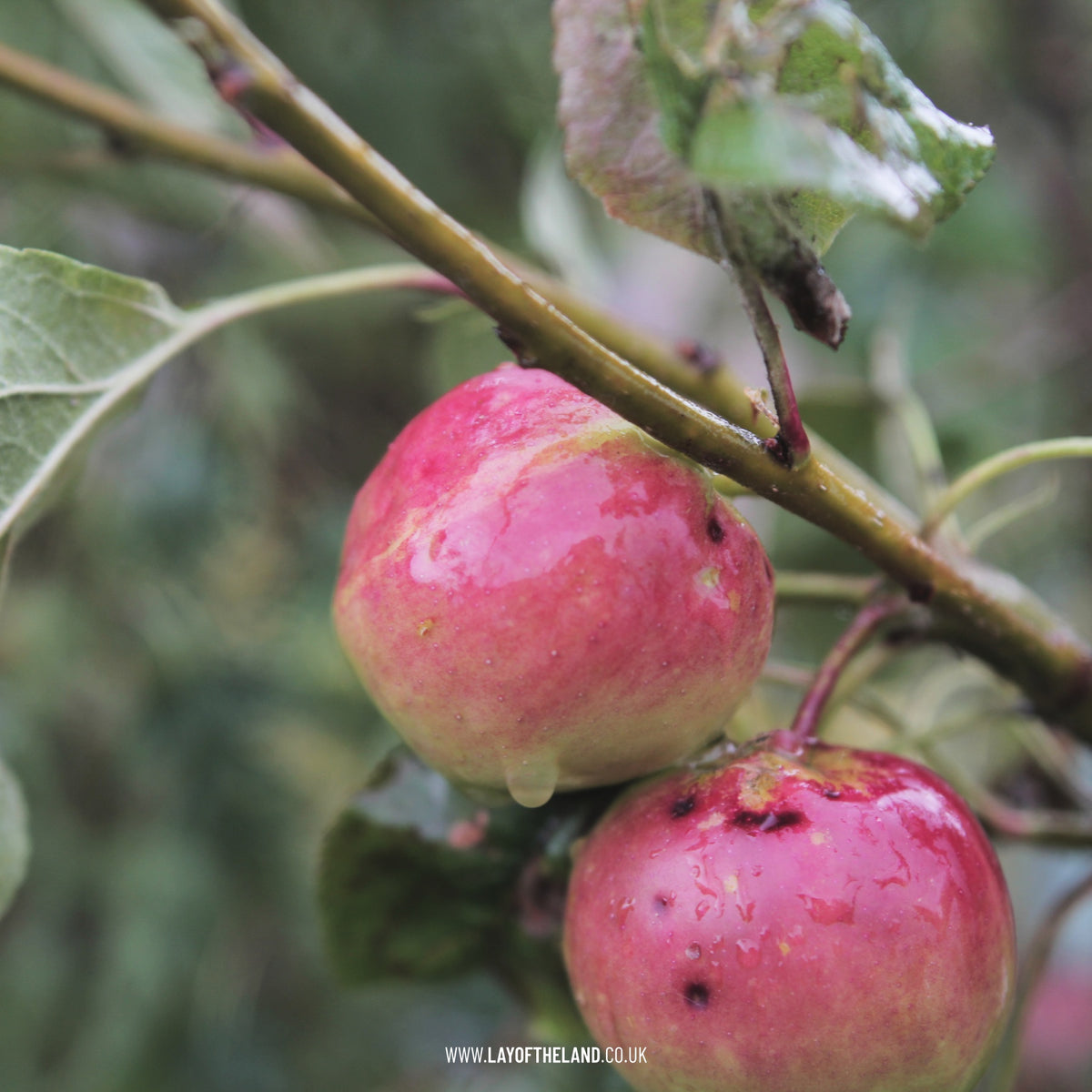 Apple (Malus) Scrumptious® Bush – Lay of the Land Ltd