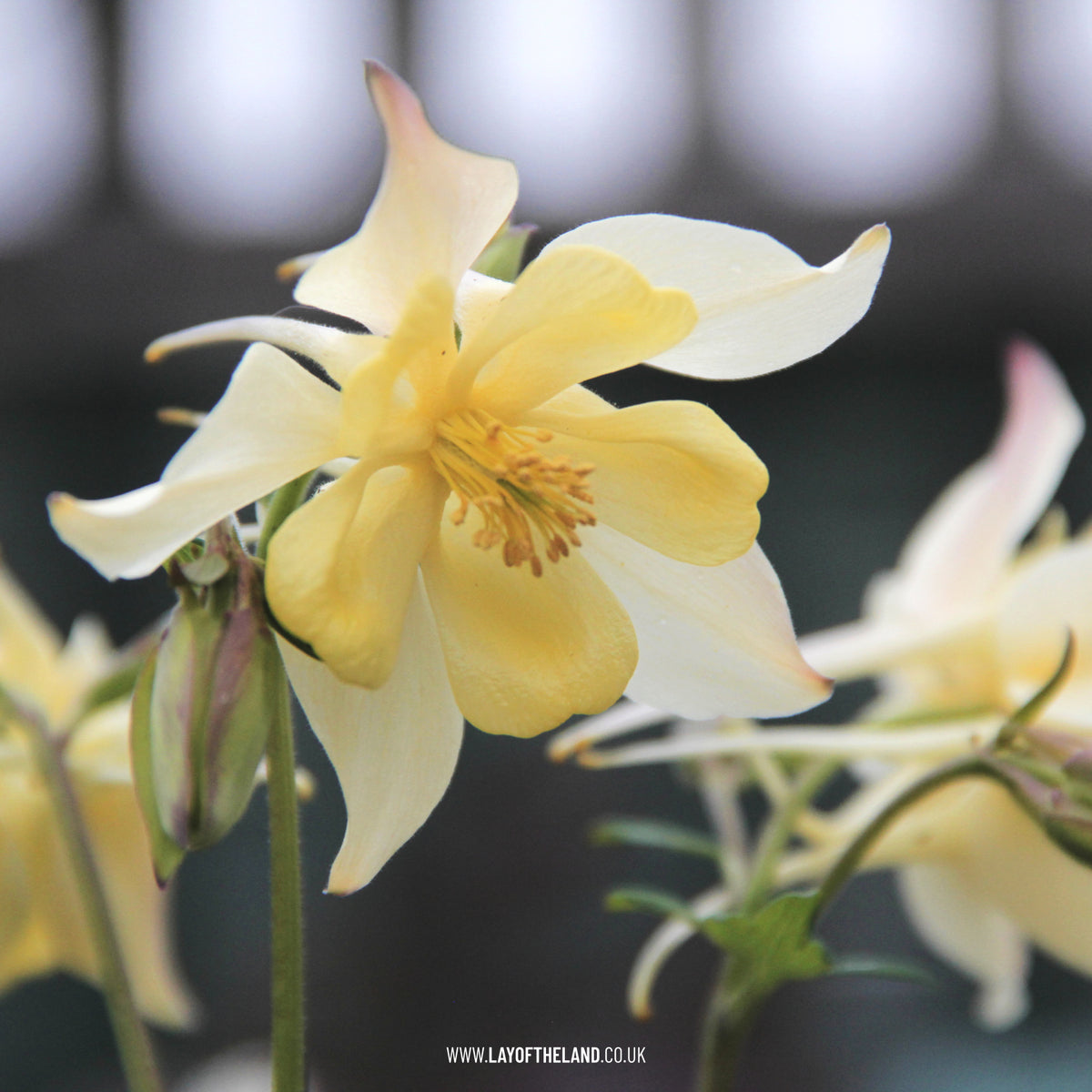 Aquilegia cerulean Spring Magic Yellow – Lay of the Land Ltd