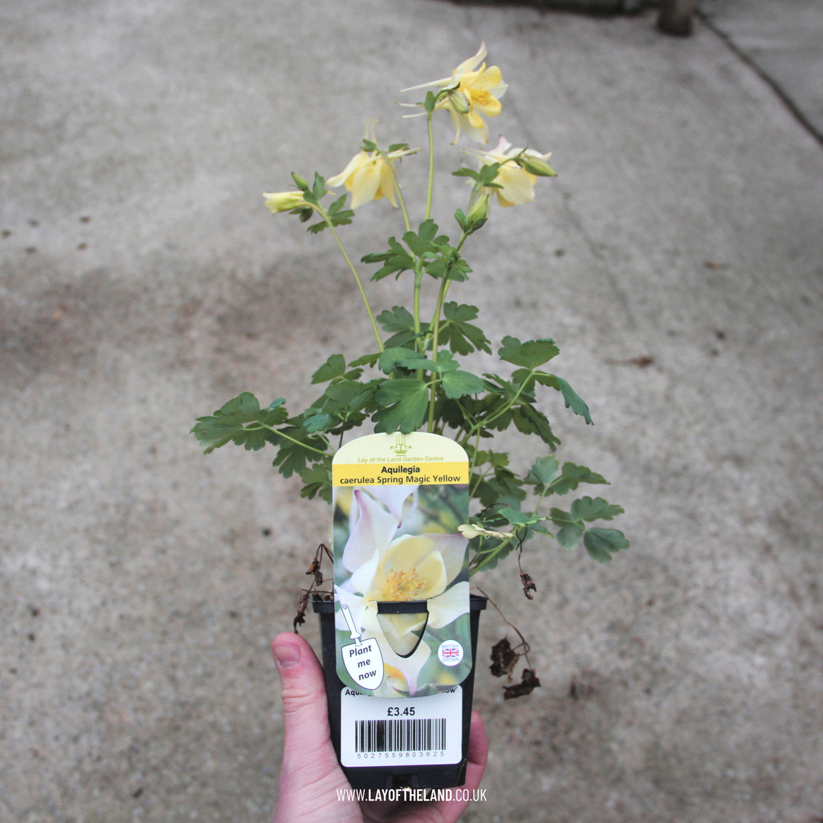 Aquilegia cerulean Spring Magic Yellow – Lay of the Land Ltd