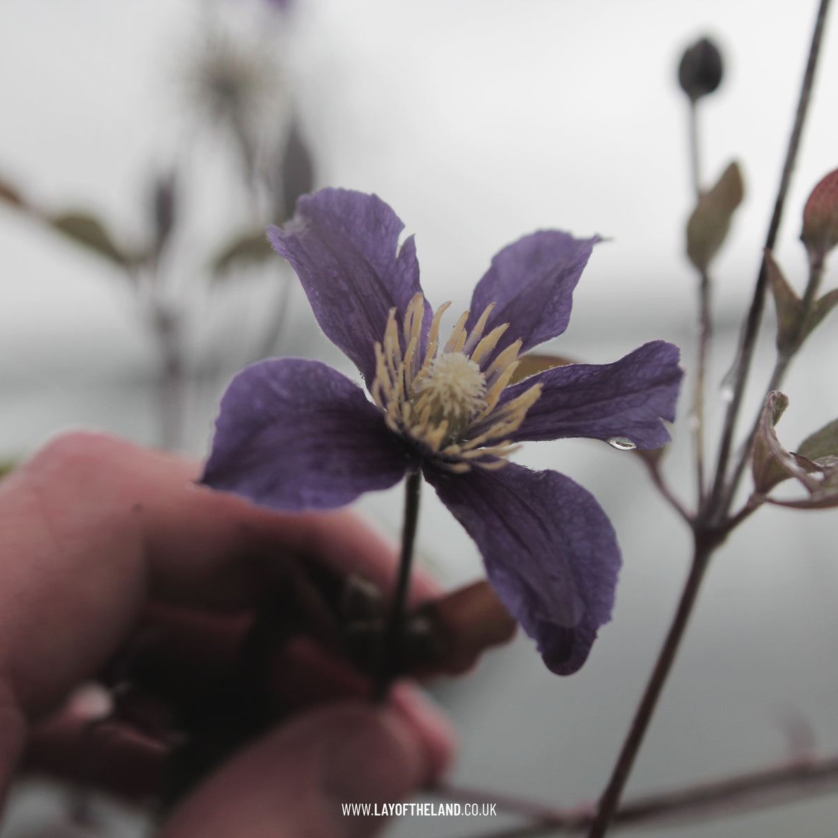 Clematis Arabella – Lay of the Land ltd