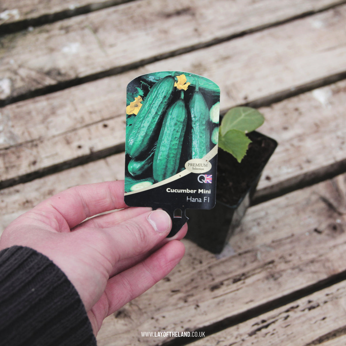 Cucumber mini hana – Lay of the Land Ltd
