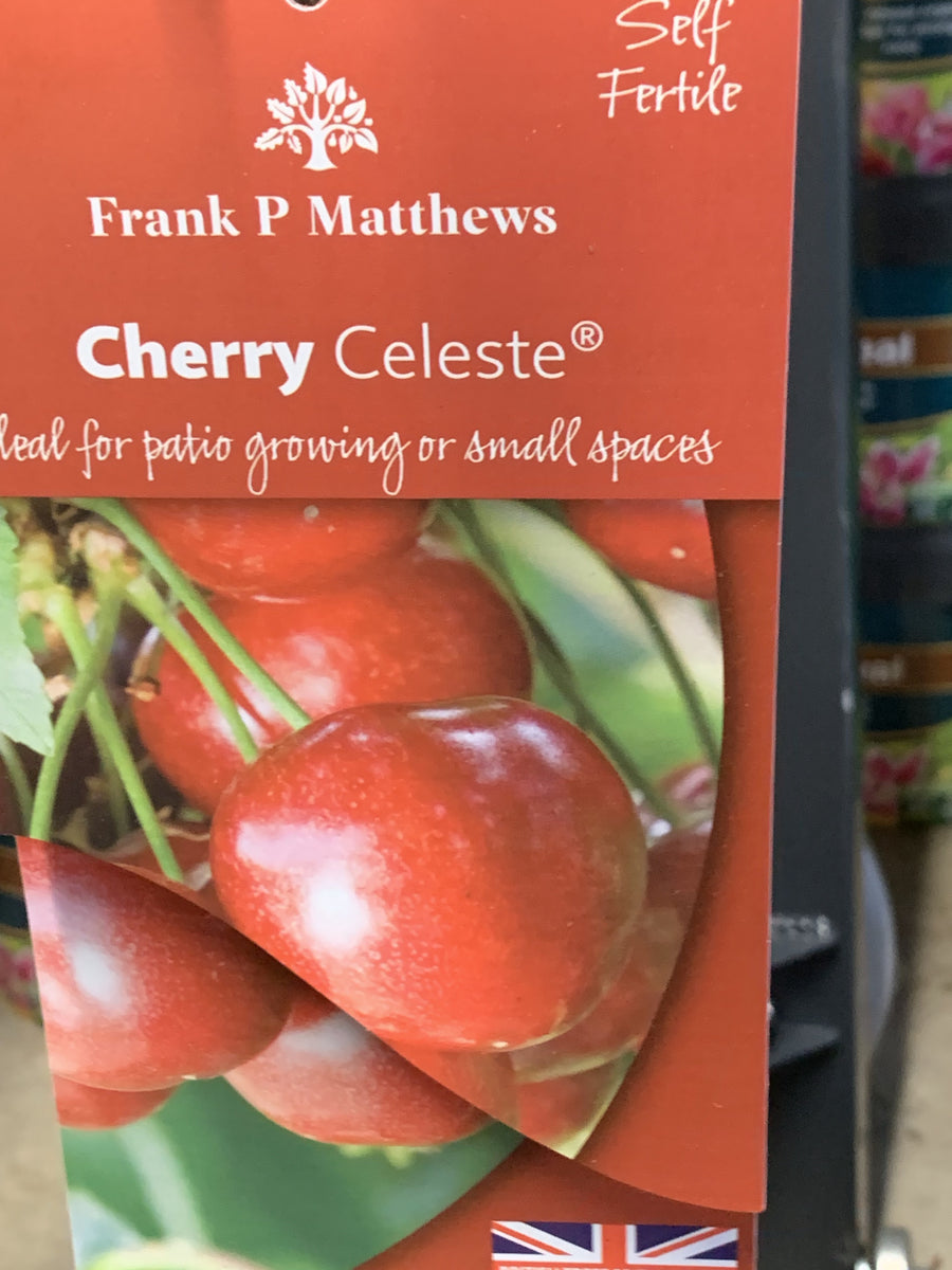 Patio Cherry (Prunus) 'Celeste' – Lay of the Land Ltd