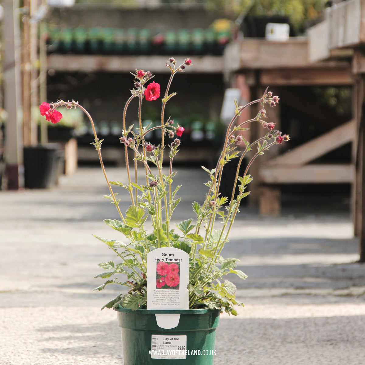 Geum Fiery Tempest – Lay of the Land Ltd