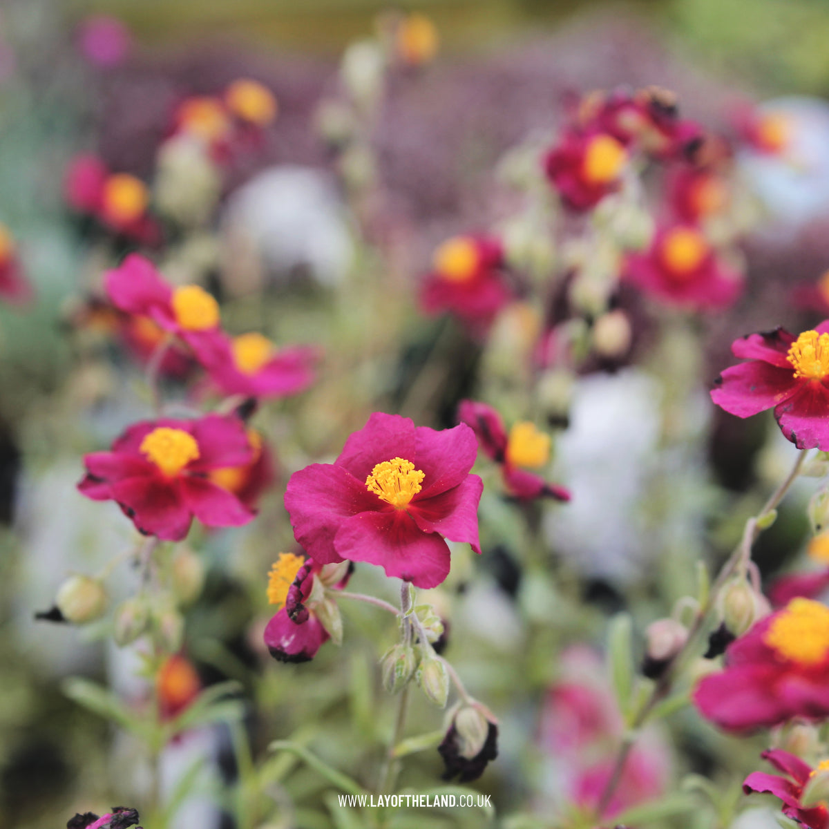 Helianthemum 'Hartswood Ruby' – Lay of the Land Ltd