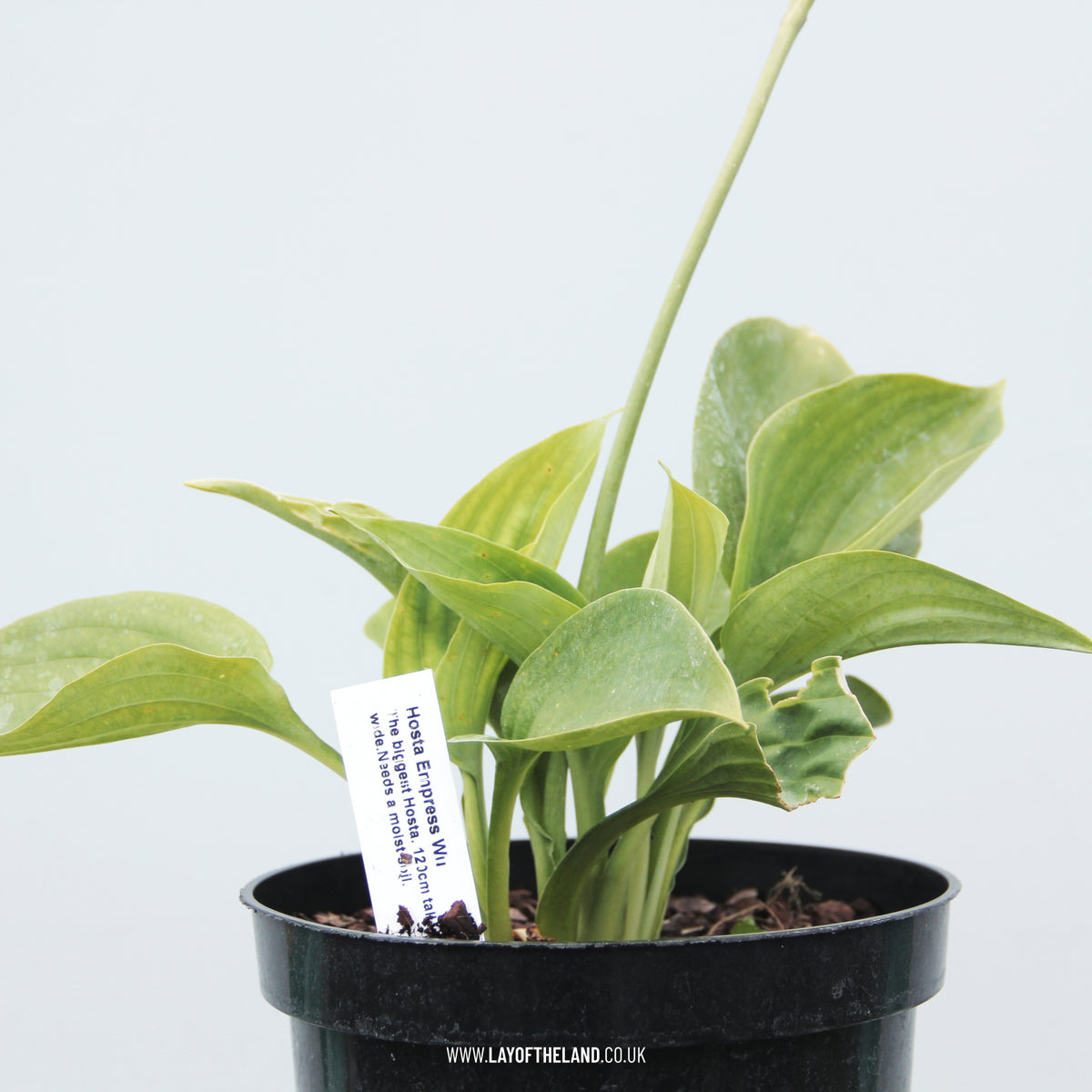 Hosta Empress Wu – Lay of the Land Ltd