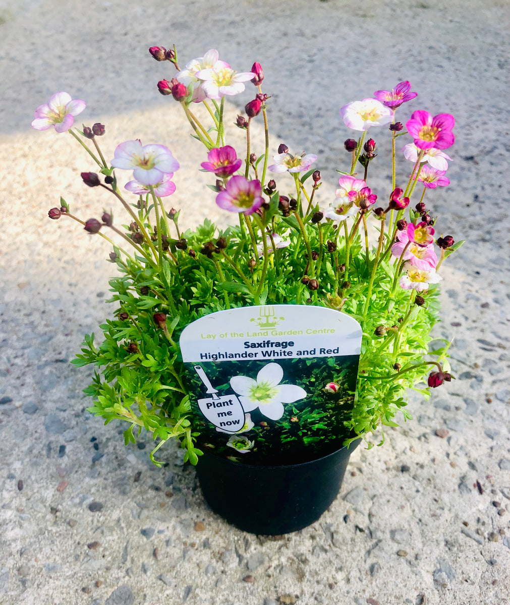 Saxifraga x arendsii Highlander White and Red - saxifrage – Lay of the ...