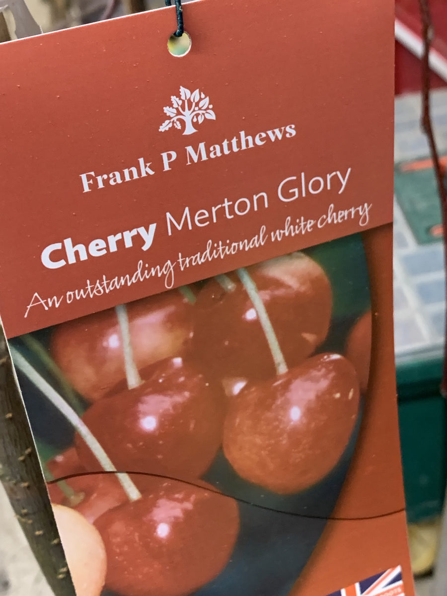 Patio Cherry (Prunus) 'Merton Glory' – Lay of the Land Ltd