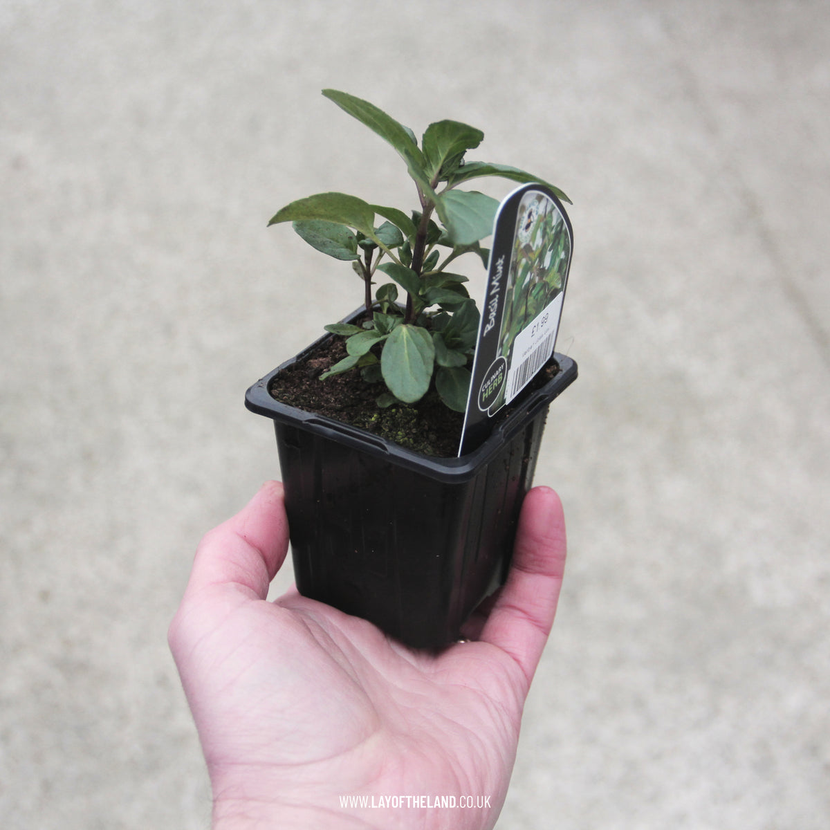 Mint Basil - Mentha × piperita f. citrata 'basil' – Lay of the Land ltd