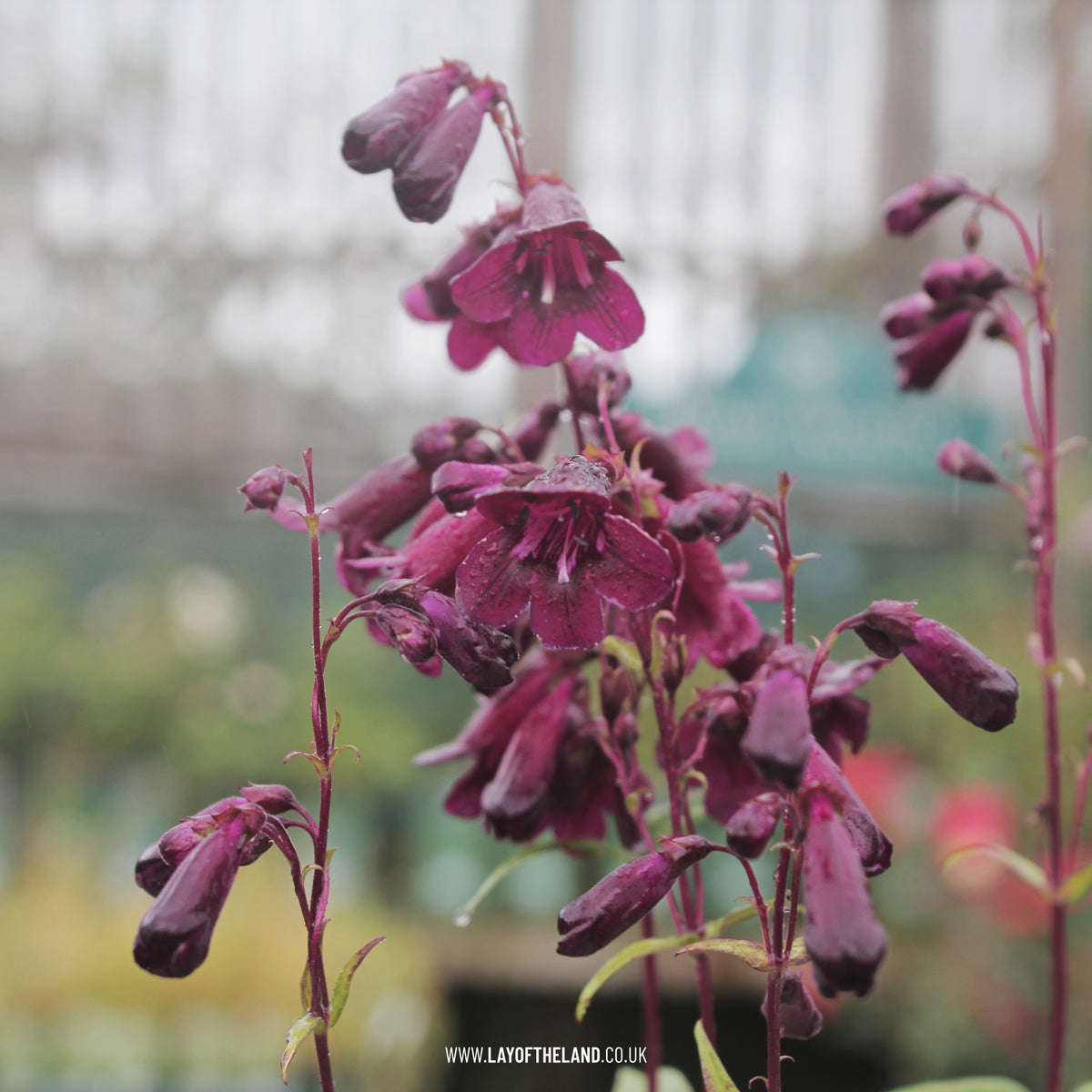 Penstemon Pensham Plum Jerkum – Lay of the Land ltd