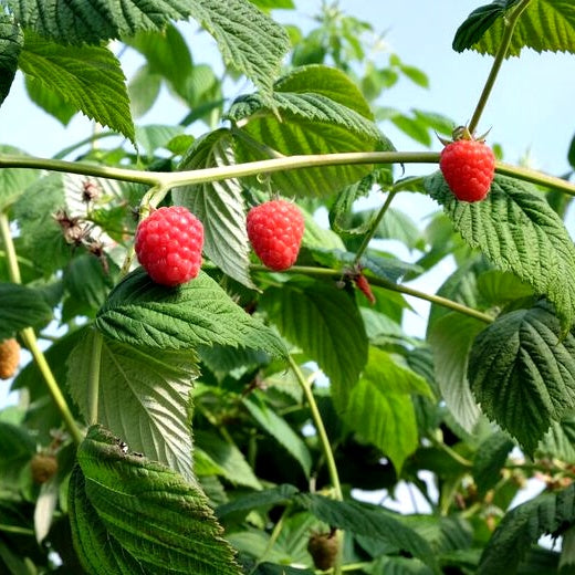 Raspberry 'Glen Dee' – Lay of the Land Ltd