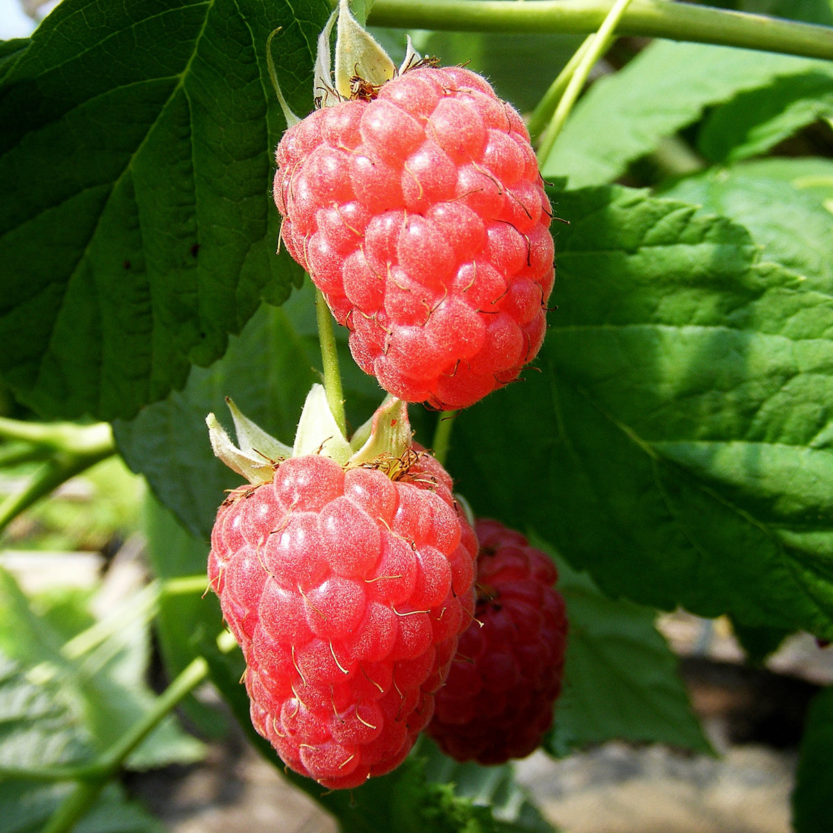 Raspberry 'Malling Admiral' – Lay of the Land Ltd
