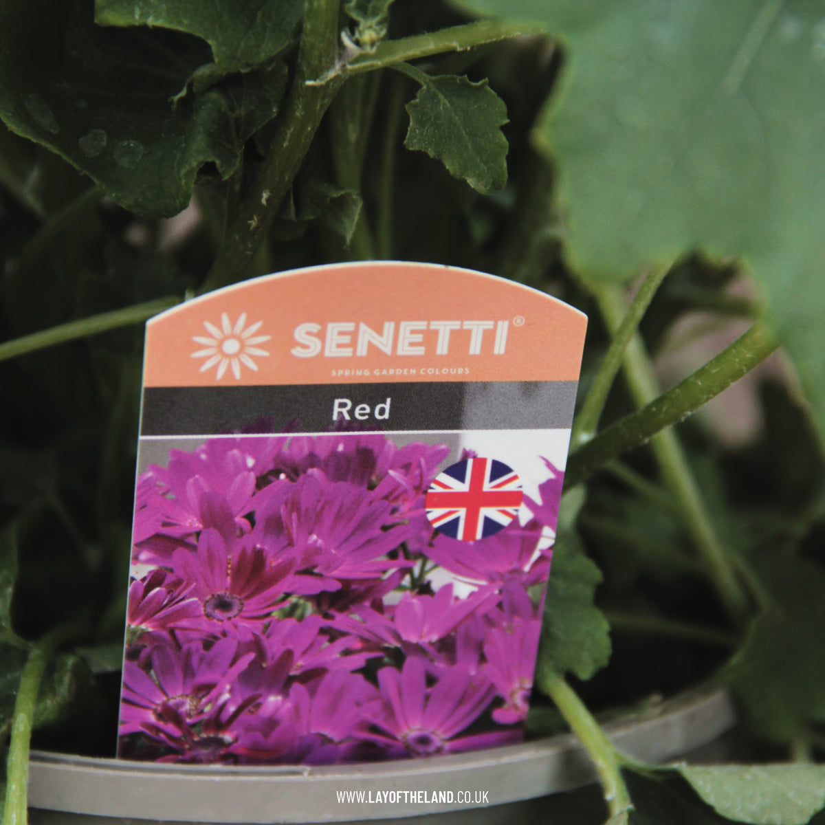 Senetti – Lay of the Land Ltd