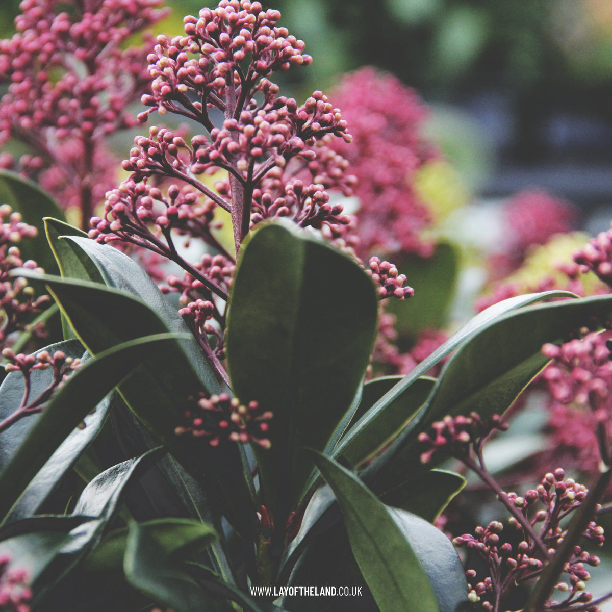 Skimmia japonica 'Rubella' – Lay of the Land Ltd