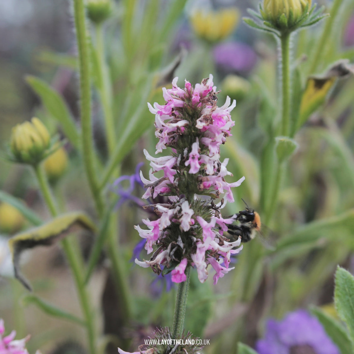 Stachys Summer Crush – Lay of the Land Ltd