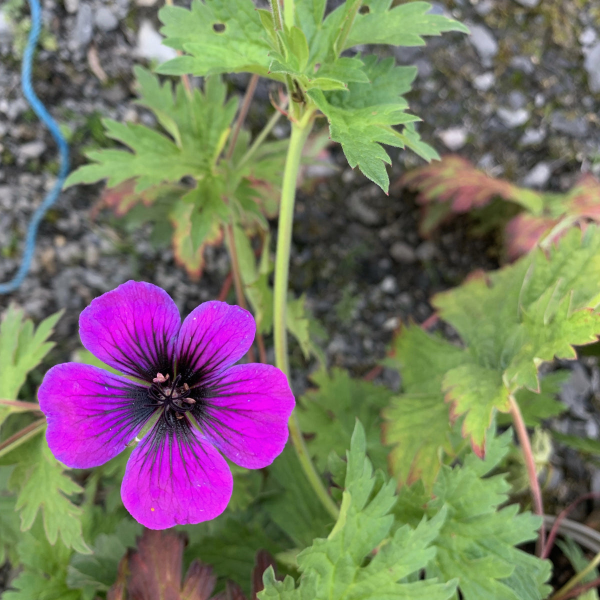 Geranium 'Dragonheart' – Lay of the Land Ltd