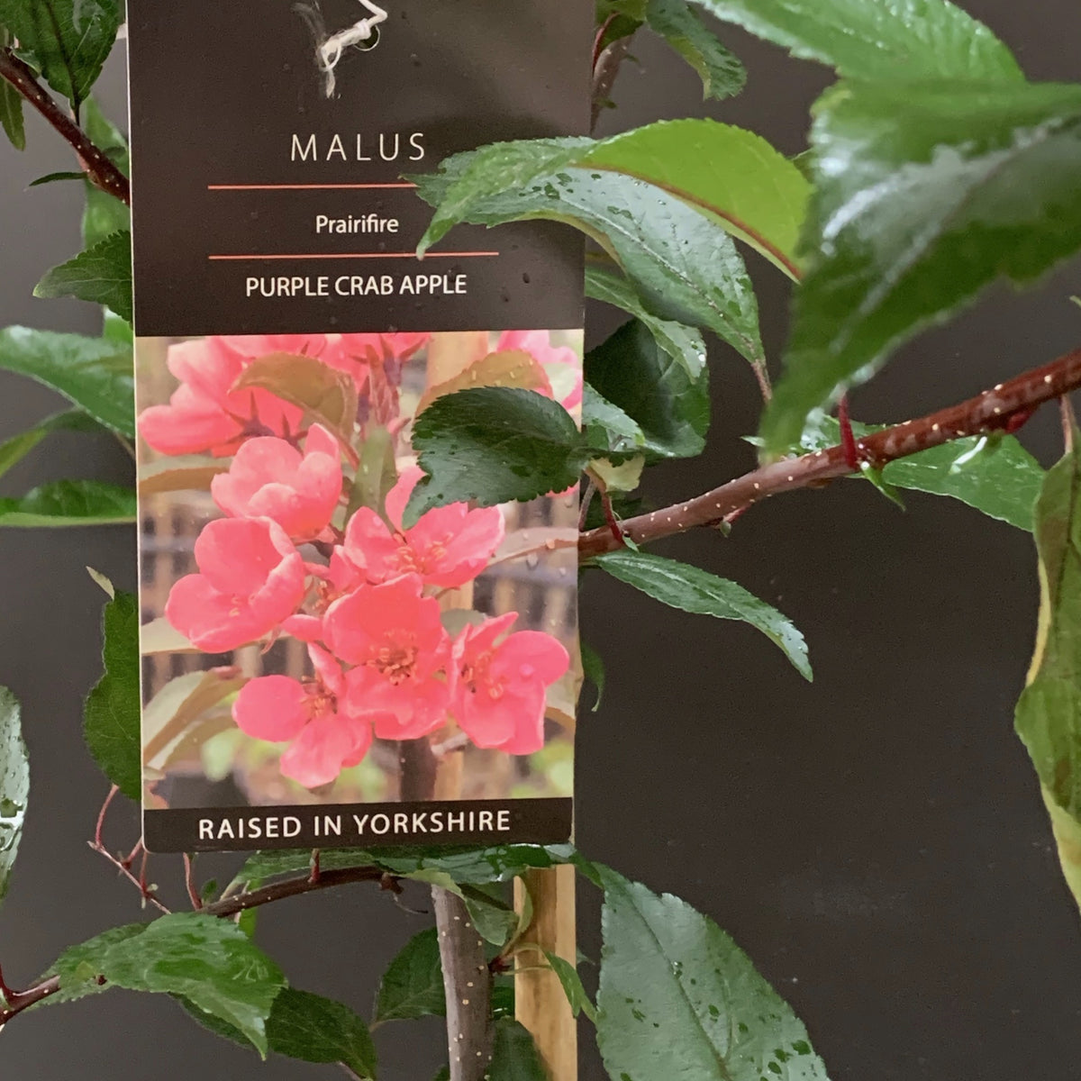 Malus 'Prairifire' (Prairie Fire) – Lay of the Land Ltd