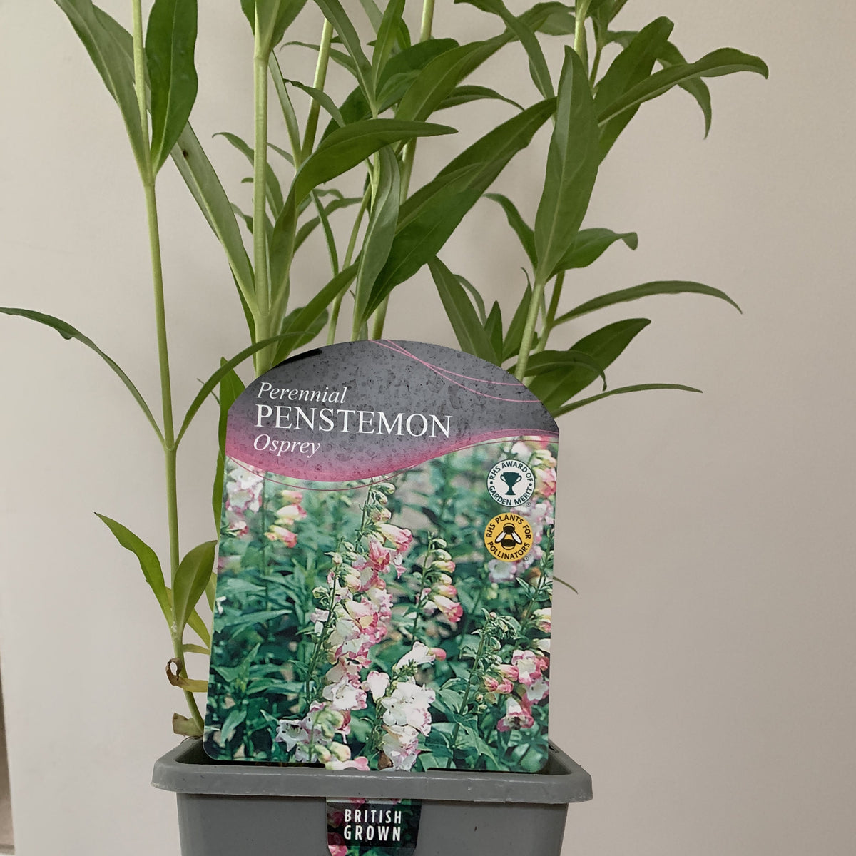 Penstemon 'Osprey' – Lay of the Land Ltd