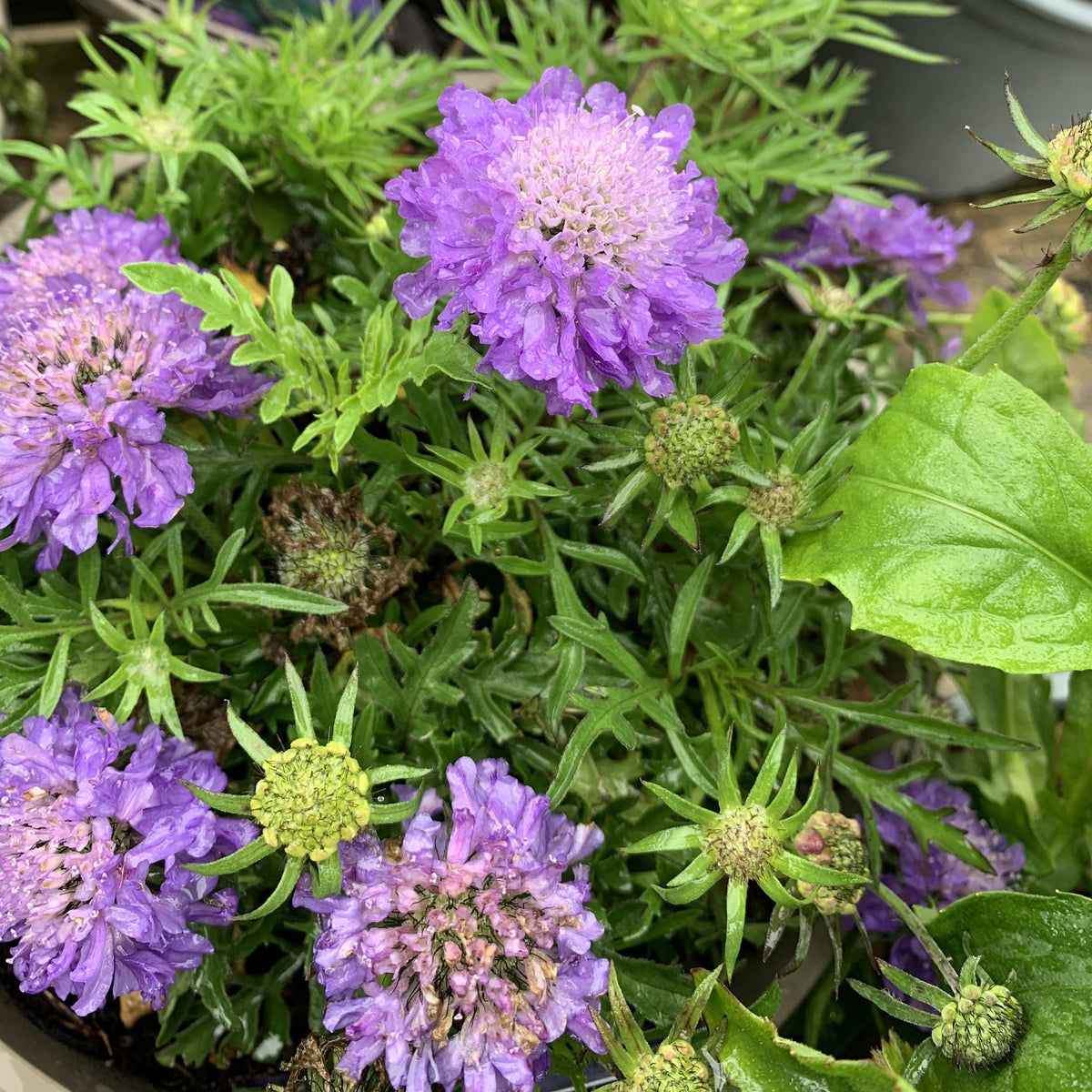 Scabiosa japonica Blue Note – Lay of the Land Ltd
