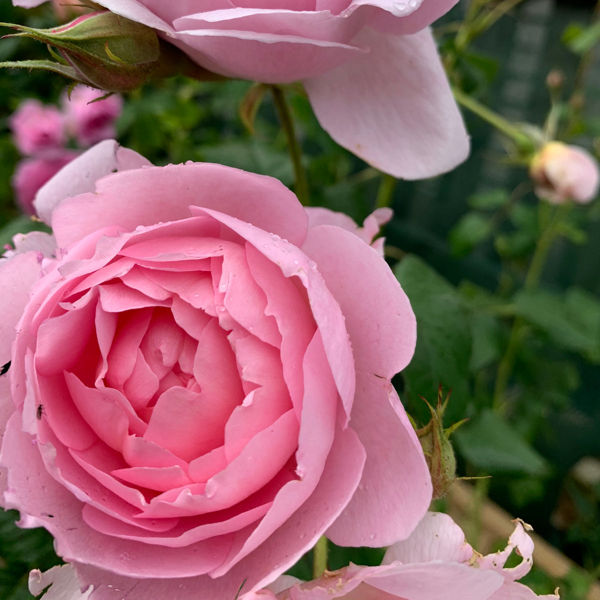 David Austin English Rose - 'Scepter'd Isle' – Lay of the Land Ltd