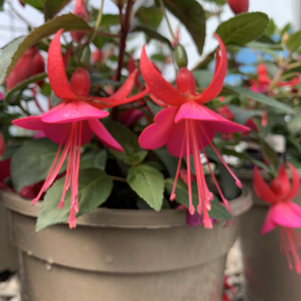 Hardy Fuchsia - Display – Lay of the Land Ltd