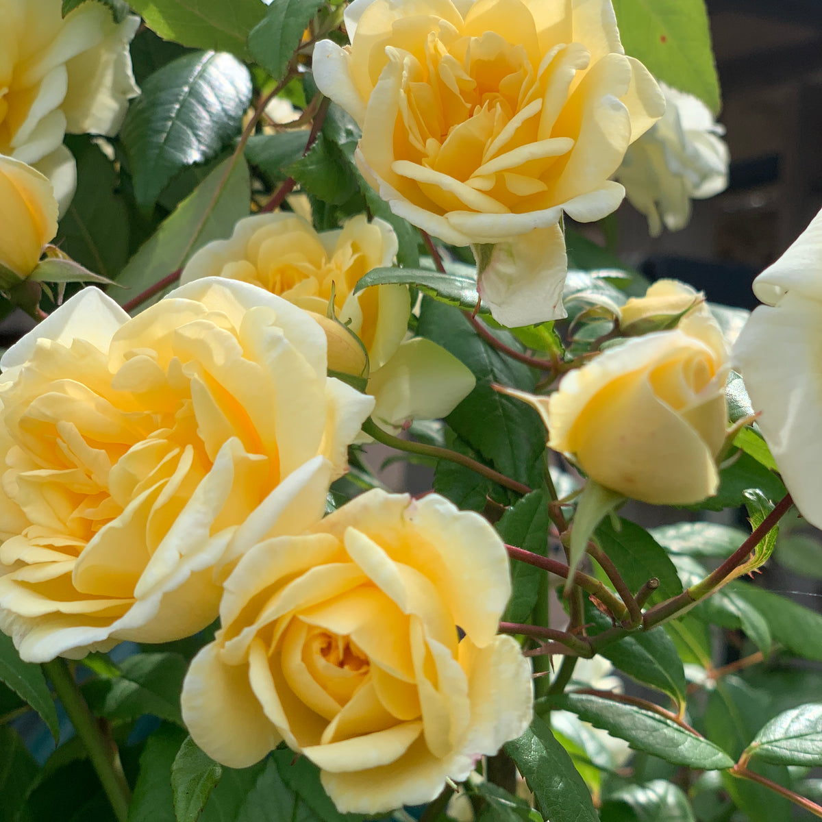 David Austin Rambling English Rose - 'Malvern Hills' – Lay of the Land Ltd