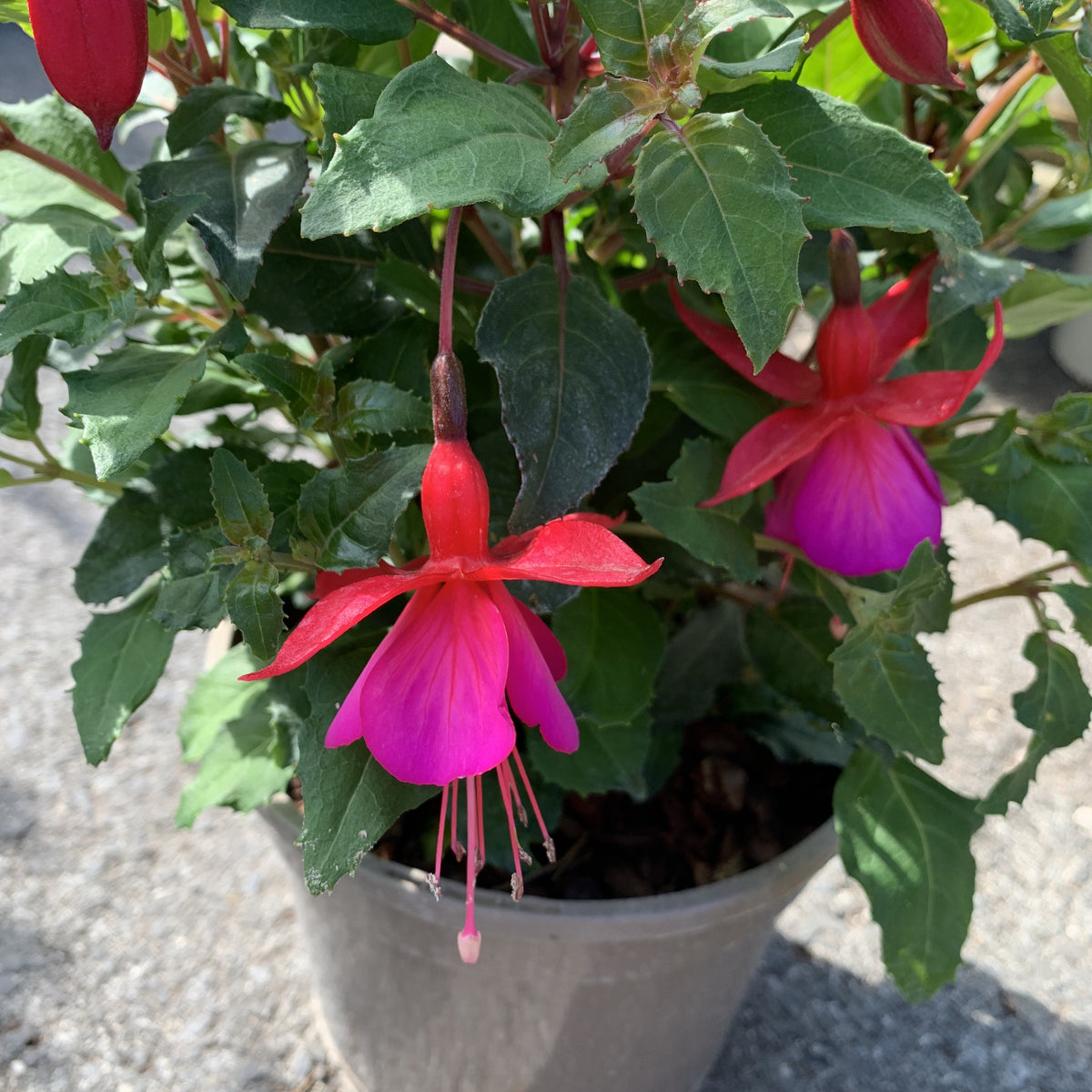 Fuchsia Beacon- Hardy – Lay of the Land Ltd