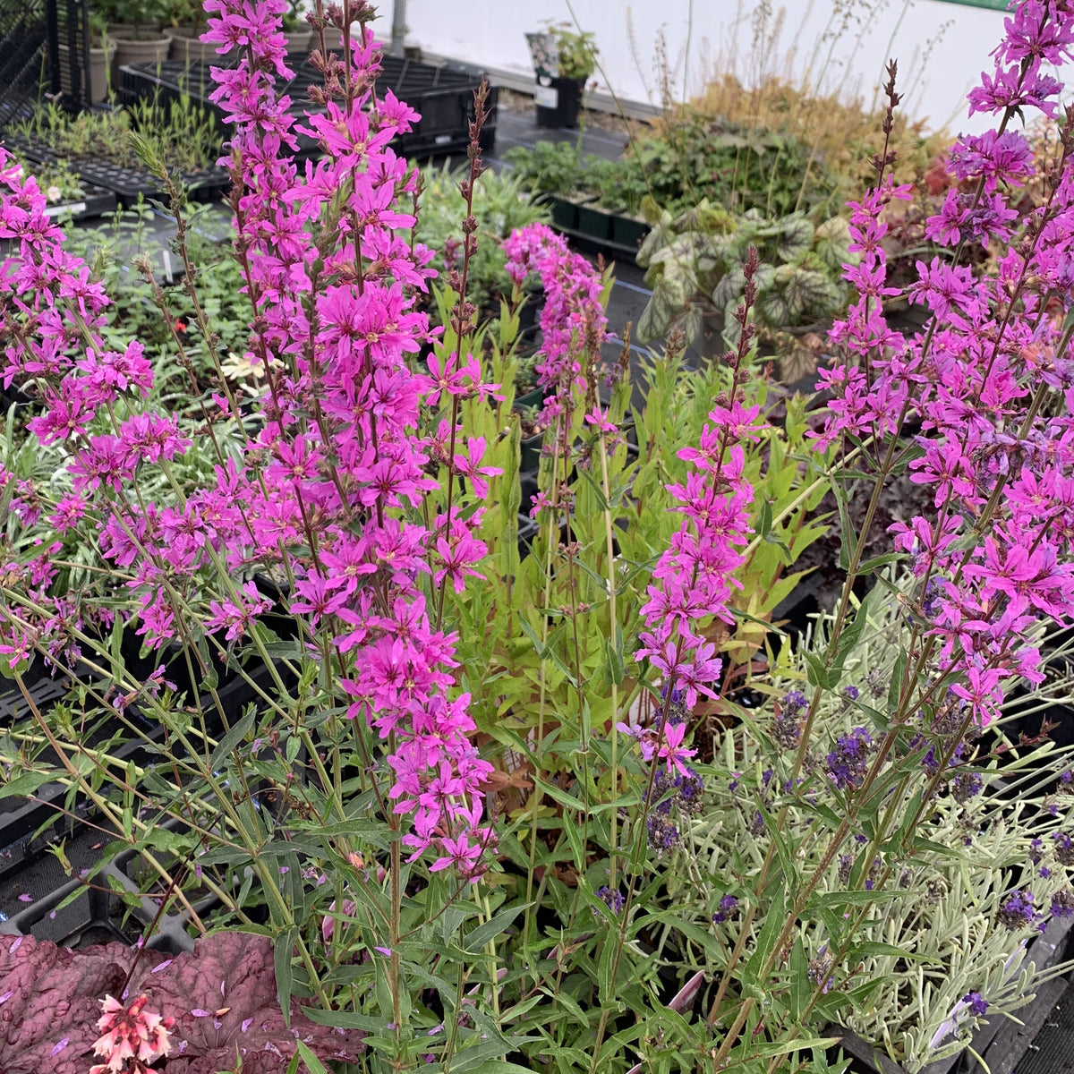 Lythrum 'Dropmore Purple' – Lay of the Land Ltd