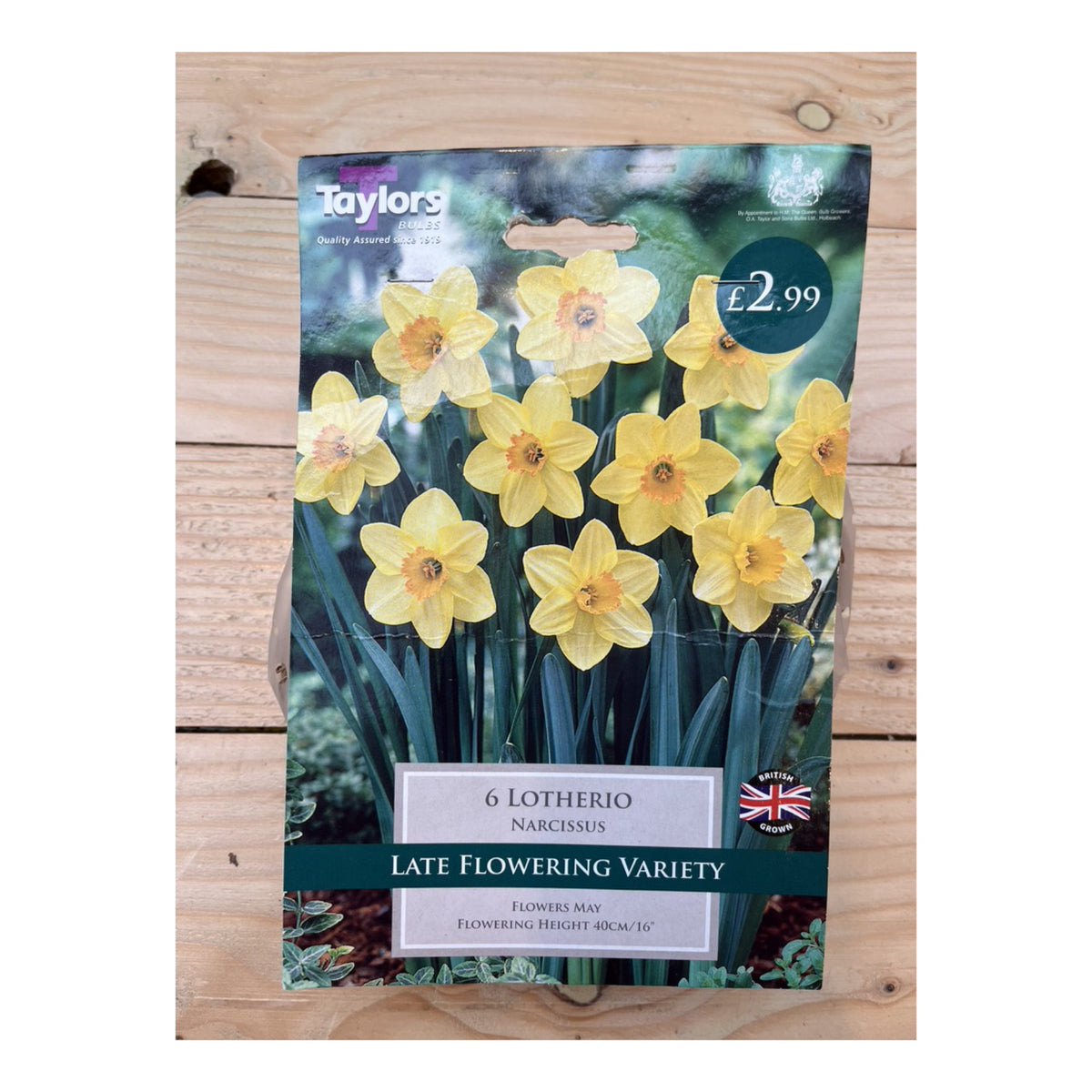 NARCISSUS LOTHERIO – Lay of the Land Ltd